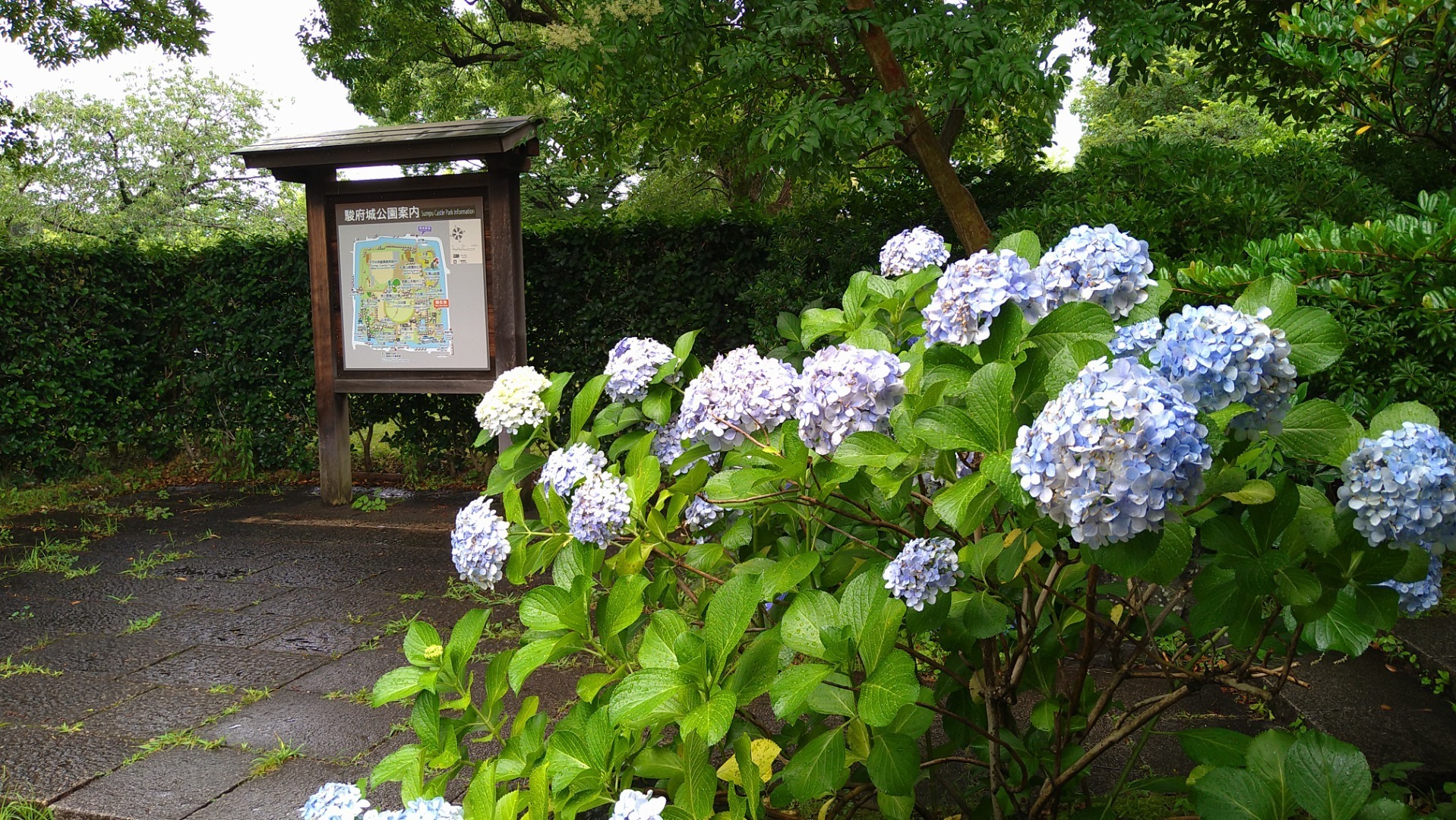 天才作曲家大澤壽人生誕120年: 図書館が好き！ブログ